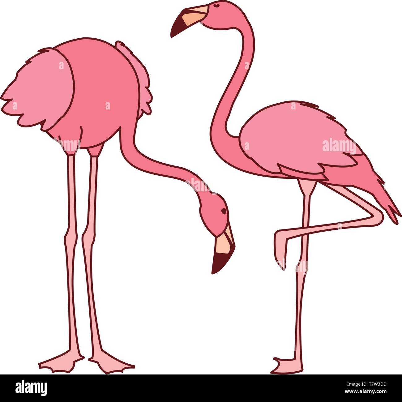 exotic pink flemish couple birds with different poses vector ...