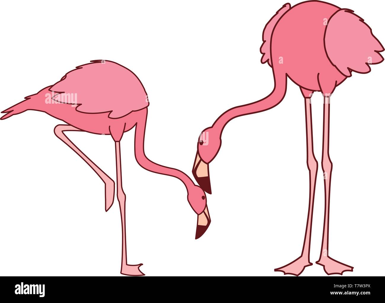 exotic pink flemish couple birds with heads down vector illustration ...