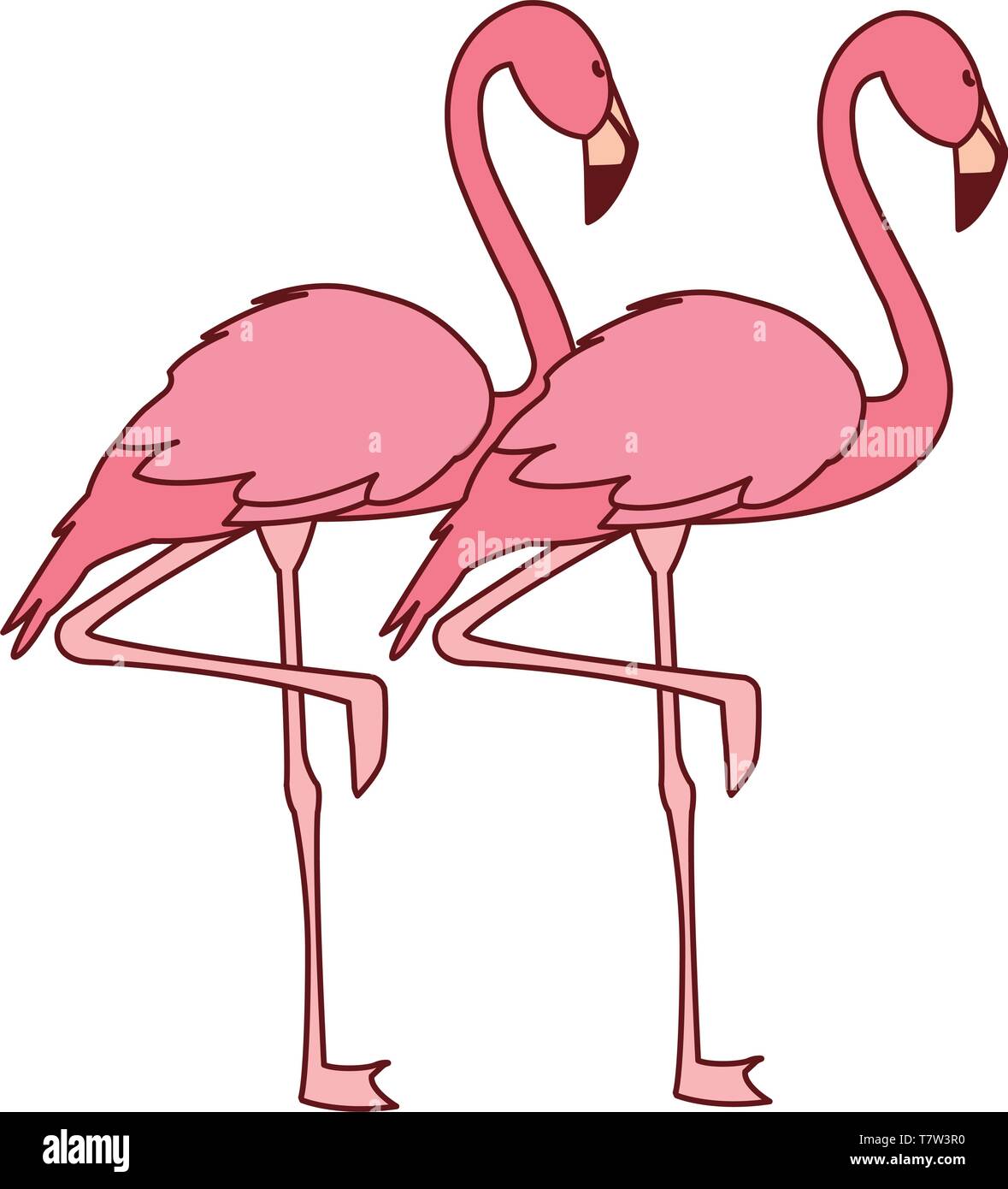 exotic pink flemish couple birds with heads up vector illustration ...