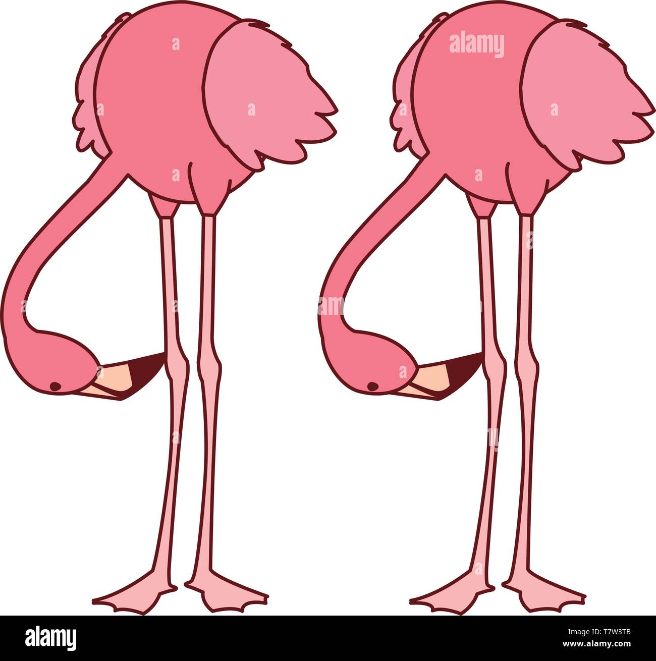 exotic pink flemish couple birds with heads down vector illustration ...