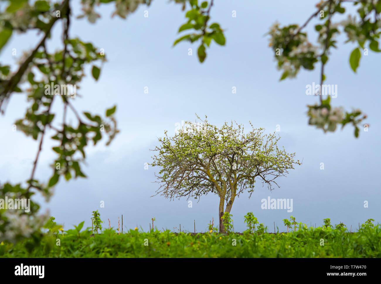 spring background of branches of a blossoming tree Stock Photo - Alamy