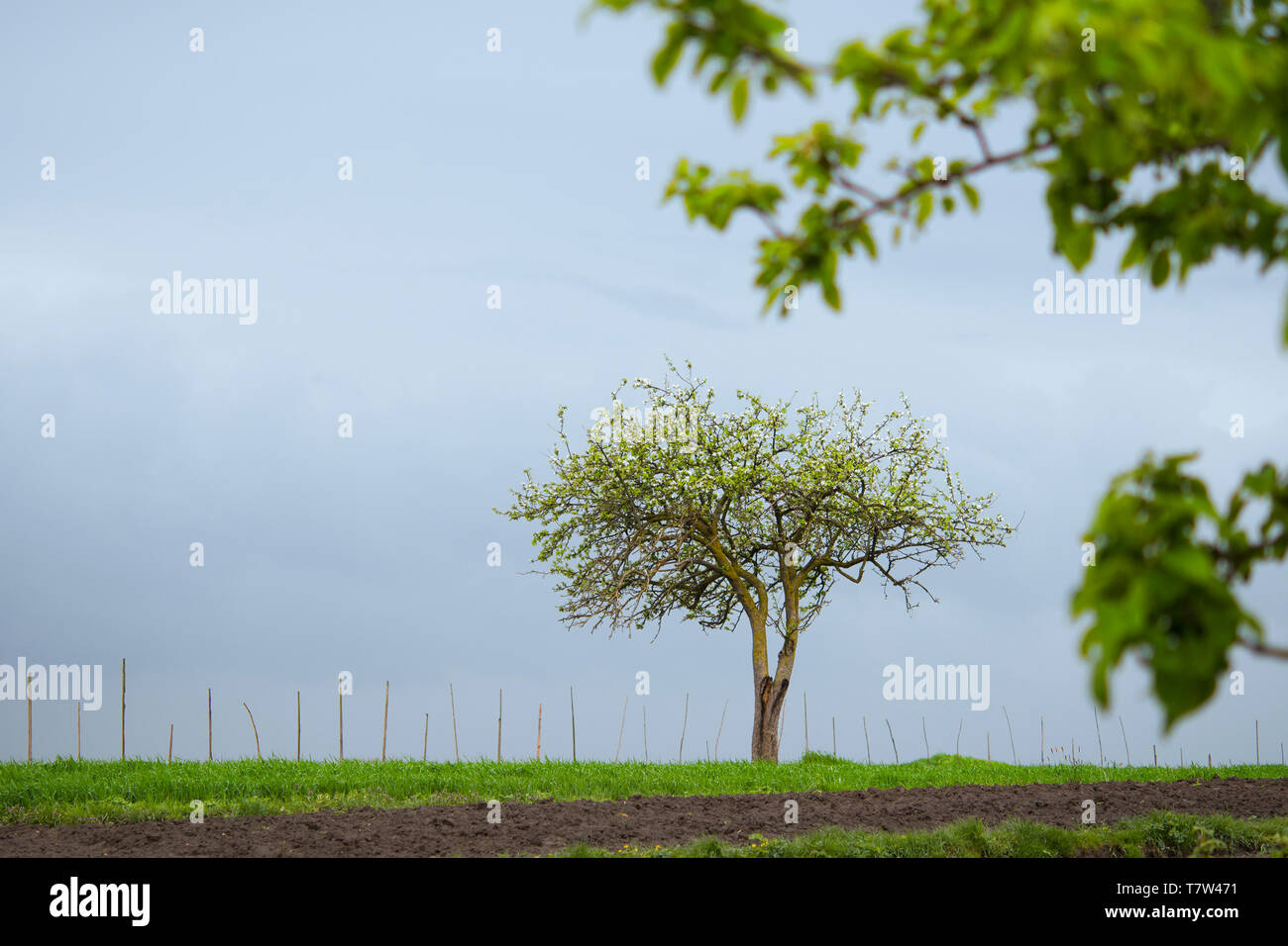 spring background of branches of a blossoming tree Stock Photo - Alamy