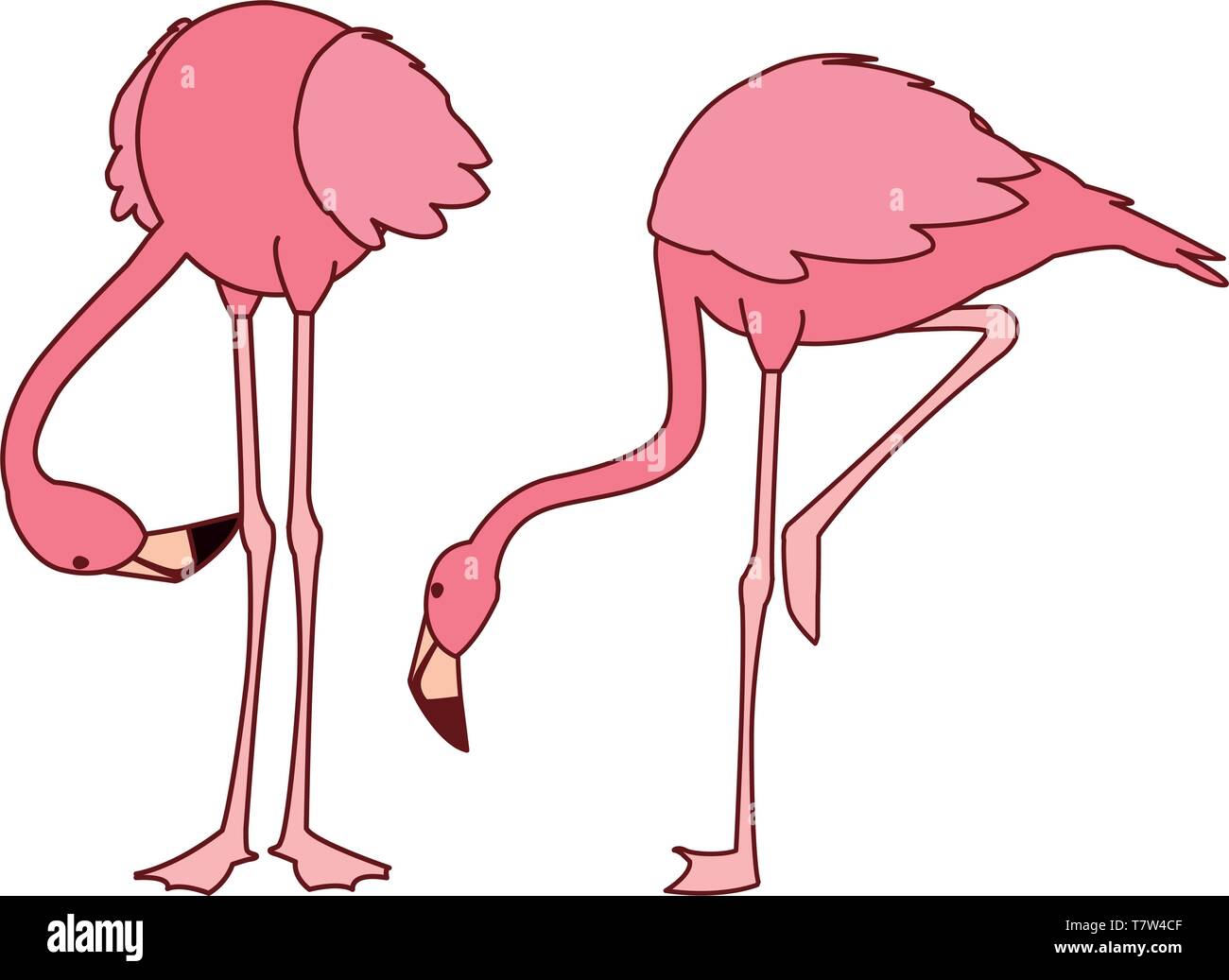 exotic pink flemish couple birds with heads down vector illustration ...