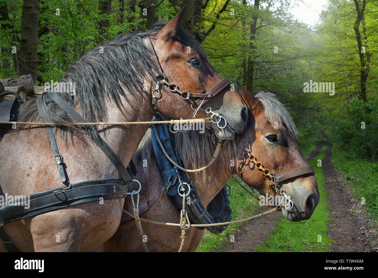 Portrait of two workhorses in the forest Stock Photo - Alamy