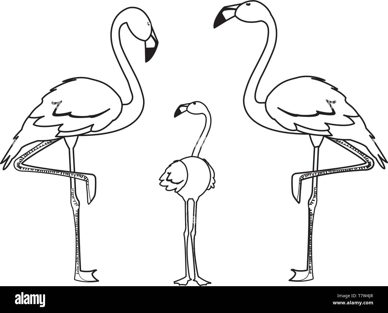 exotic flemish family birds vector illustration design Stock Vector ...