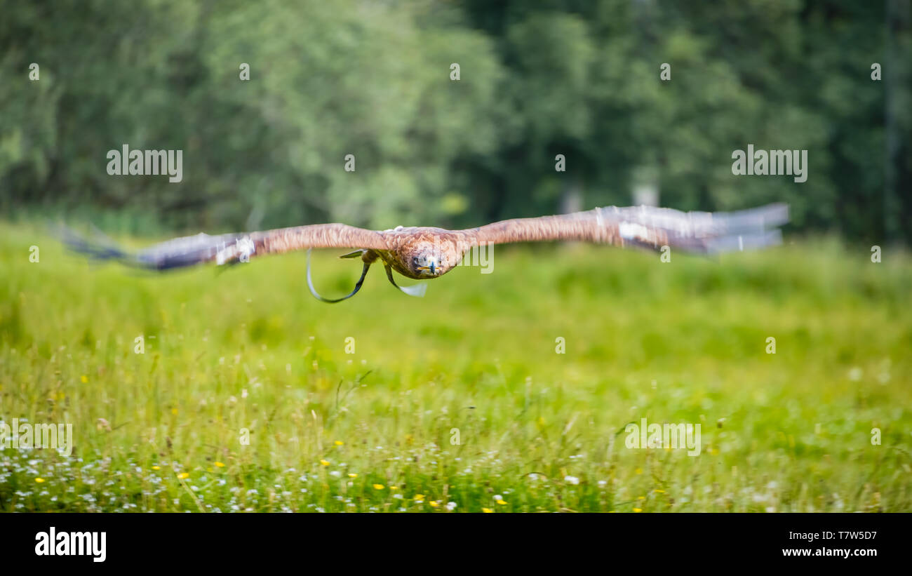 During a Raptor Flying display at Eagles Flying, County Sligo, Ireland ...