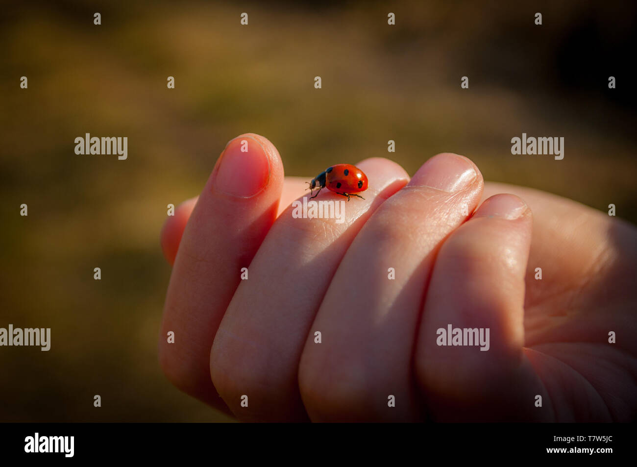 Ladybird Ladybug on a child's hand during a walk in a forest Stock ...