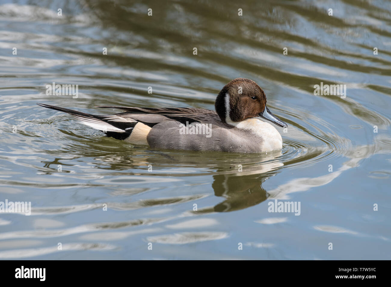 Northern Pintail duck Stock Photo - Alamy