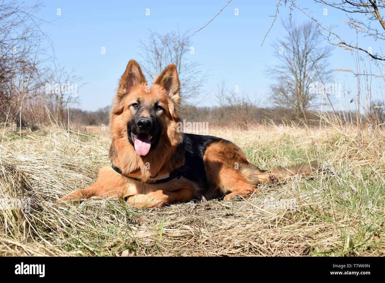 Young German Shepherd on the sand. Bledow Desert, Silesia, Poland Stock ...