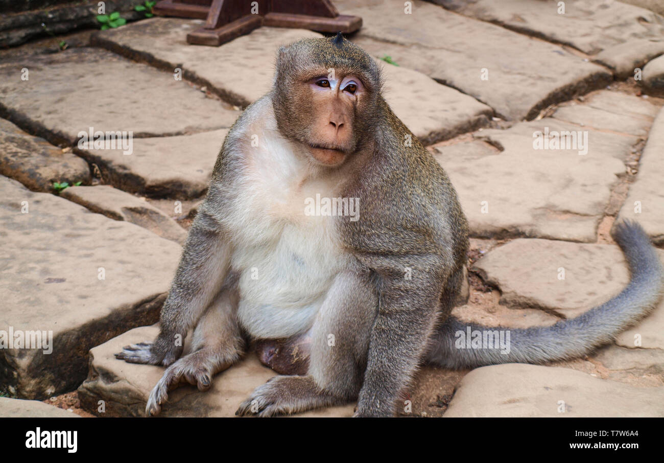 Large monkey hi-res stock photography and images - Alamy