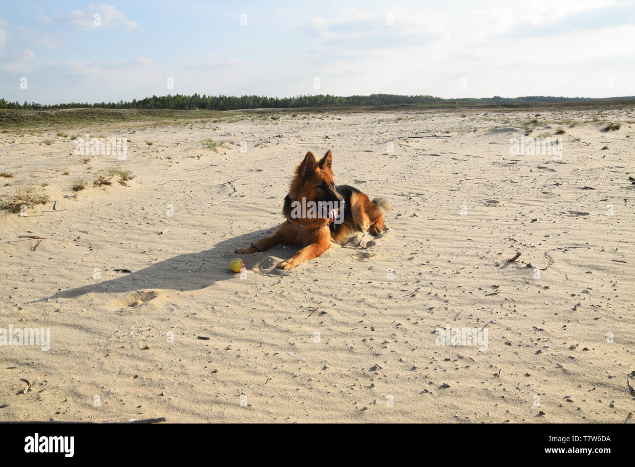 Longhaired Old German Shepherd Dog High Resolution Stock Photography ...