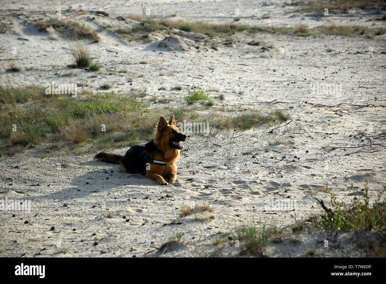 German shepherd puppy sun hi-res stock photography and images - Alamy