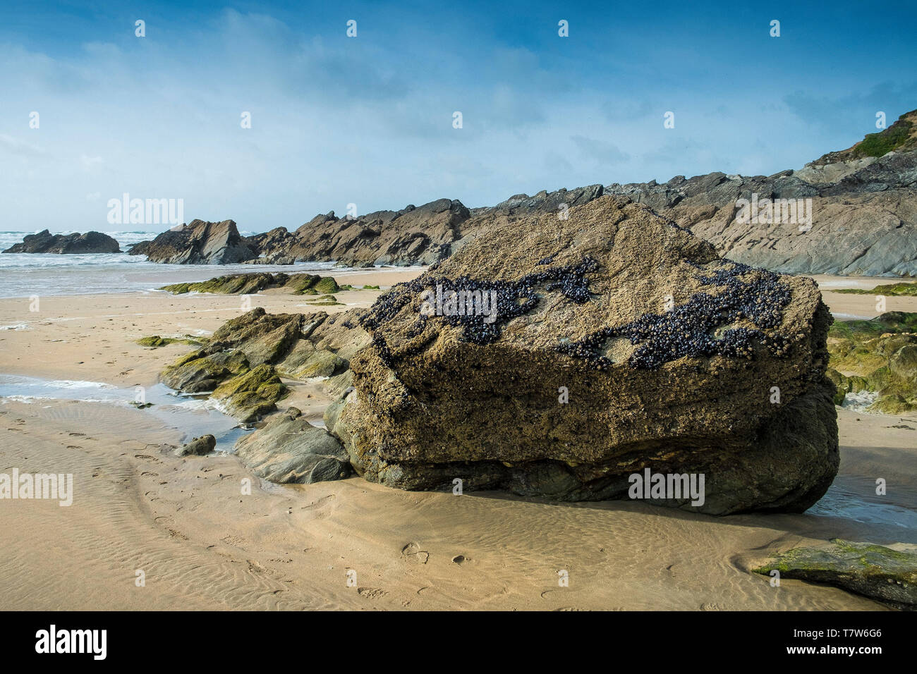 Mussels growing on rocks exposed by the low tide on Fistral Beach in ...