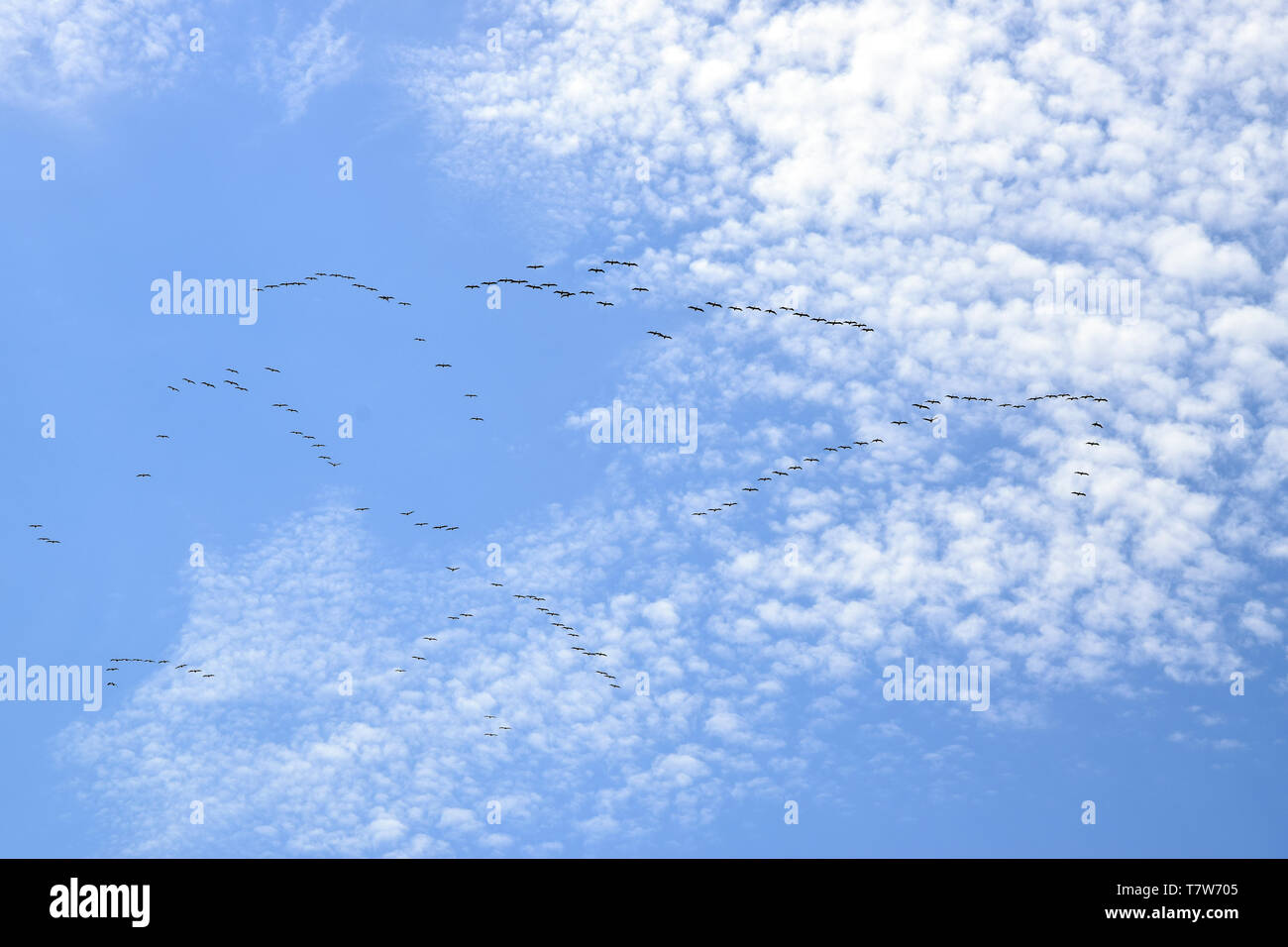 A flock of Great white pelican flying in V-formation against the sky ...