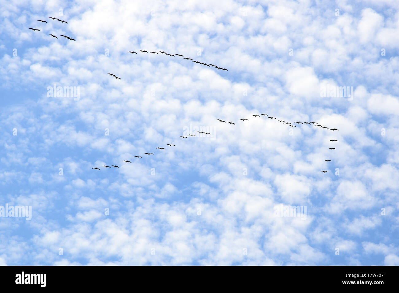 A flock of Great white pelican flying in V-formation against the sky ...