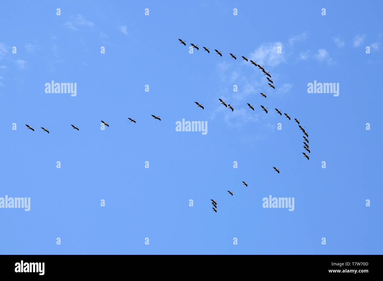 A flock of Great white pelican flying in V-formation against the sky ...