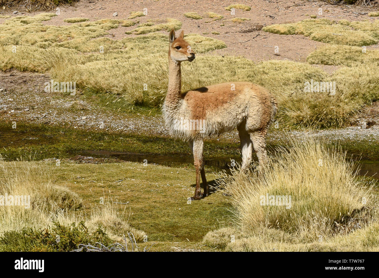Vicuña on the altiplano, Atacama Desert, Chile Stock Photo - Alamy