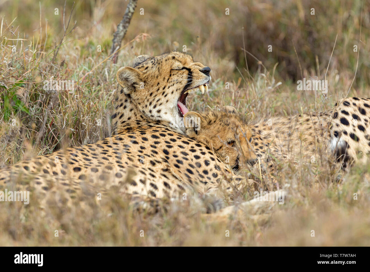 A female cheetah laying with one of her cubs in open scrubland, female ...