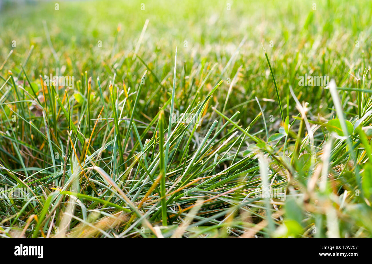 Perspective Grass Texture Large