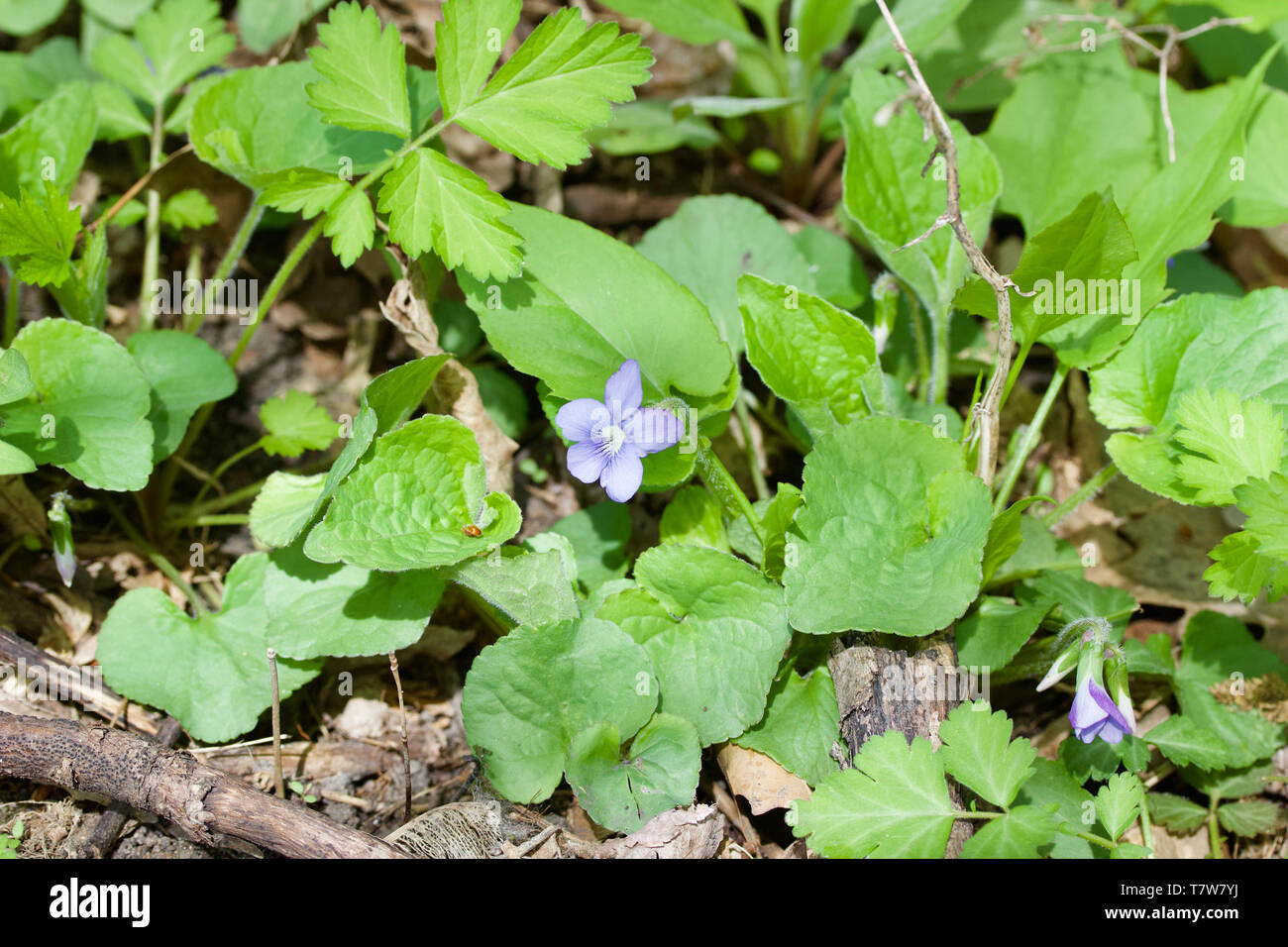 Wild blue violets growing in their native woodland prairie habitat ...