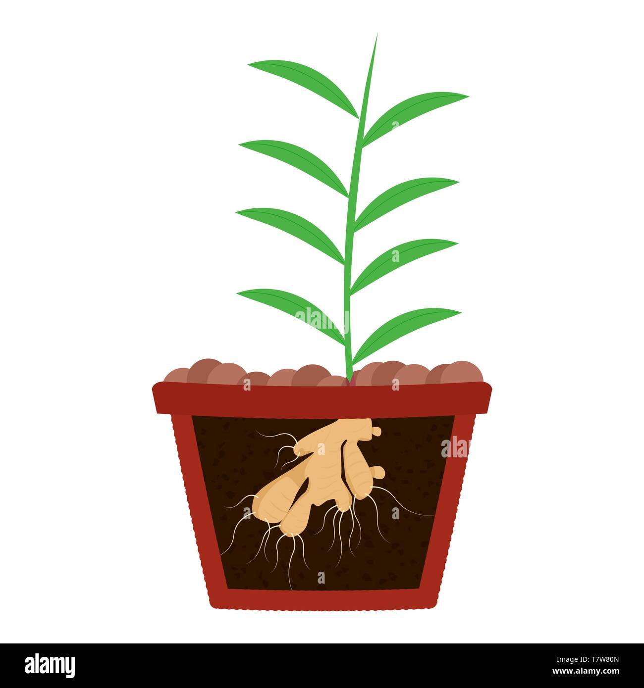 Ginger Plant Clipart