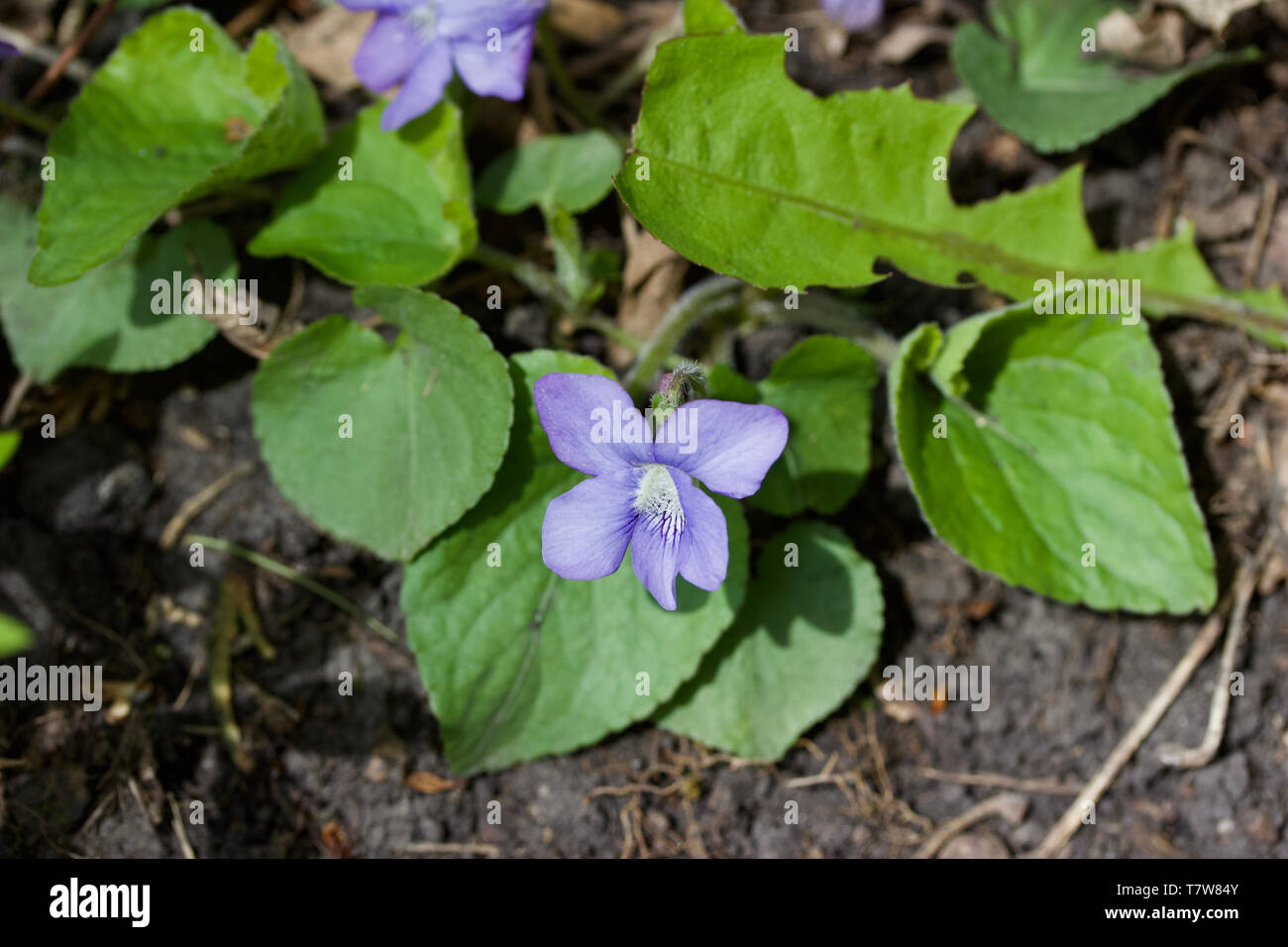Wild blue violets growing in their native woodland prairie habitat ...