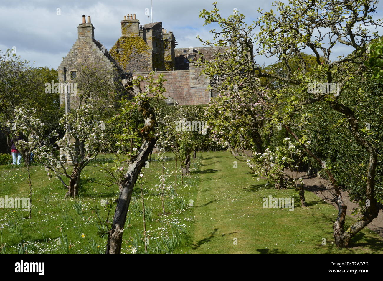 Orchard at Earlshall Castle, Leuchars, Fife, Scotland Stock Photo - Alamy