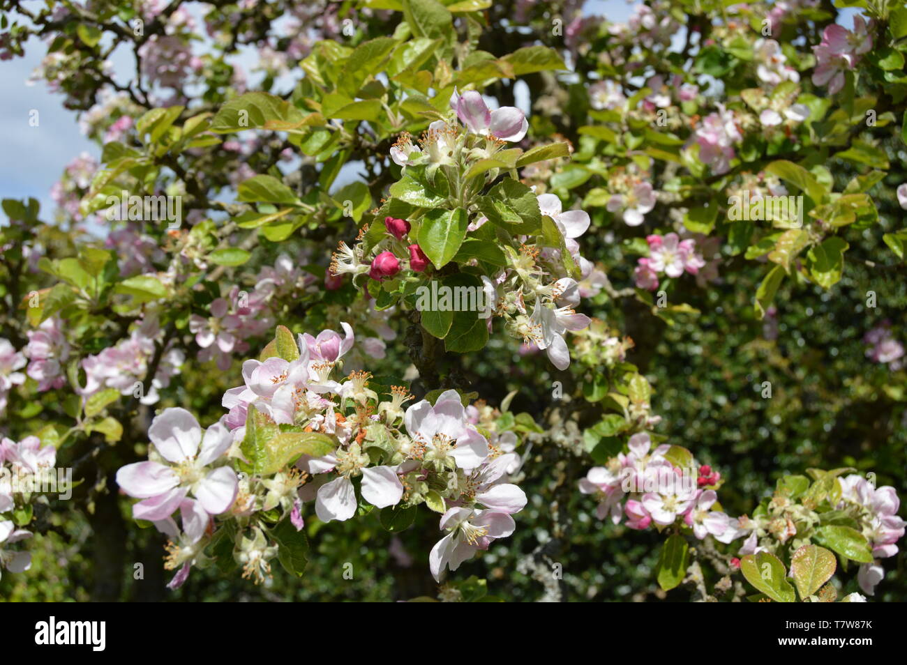 16th Century Earlshall Castle, Leuchars, near St Andrews, Fife ...