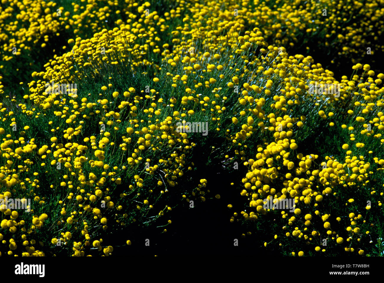 Santolina Shrub High Resolution Stock Photography and Images - Alamy