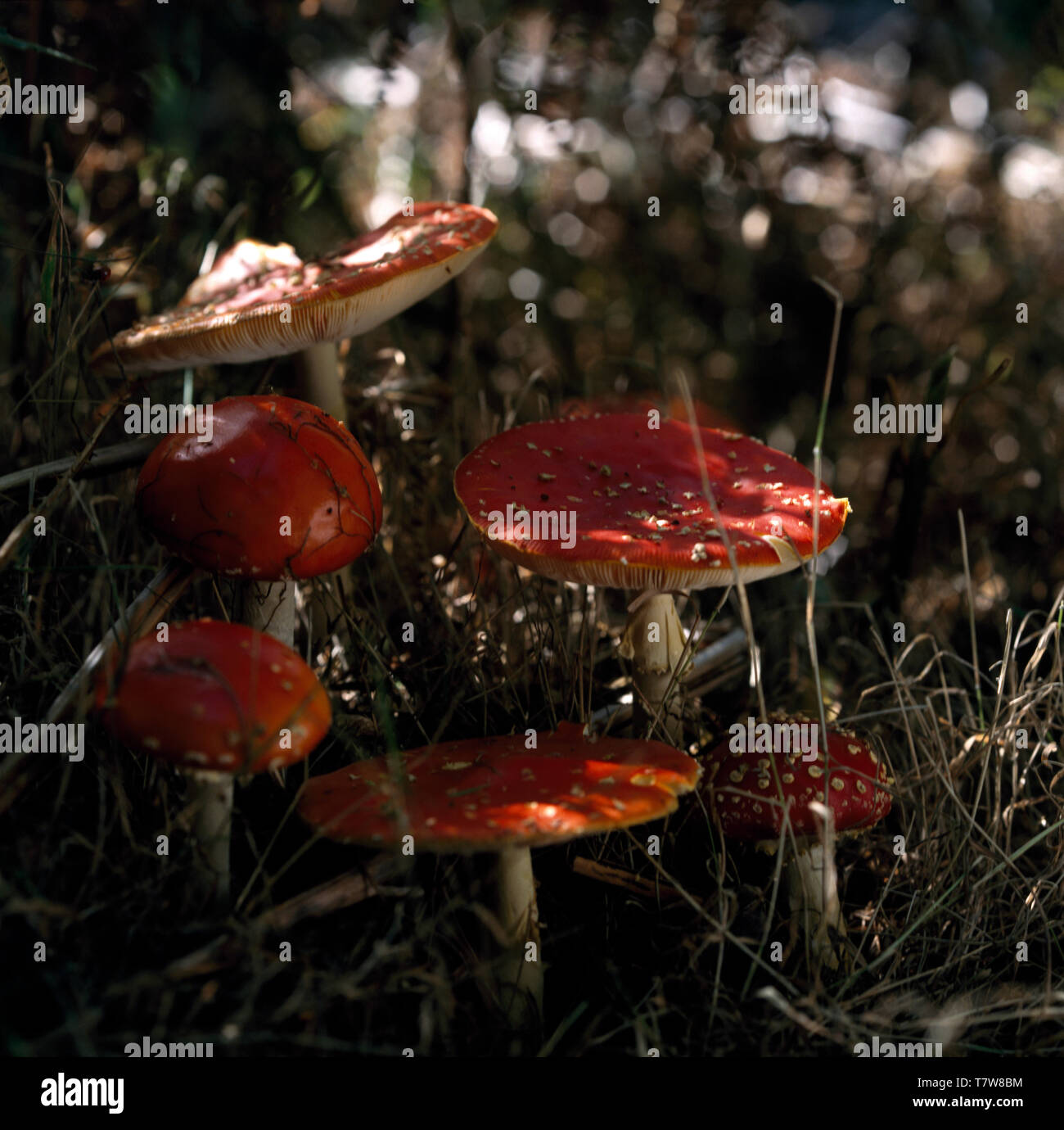 Close-up of spotted red Fly Agaric funghi Stock Photo - Alamy