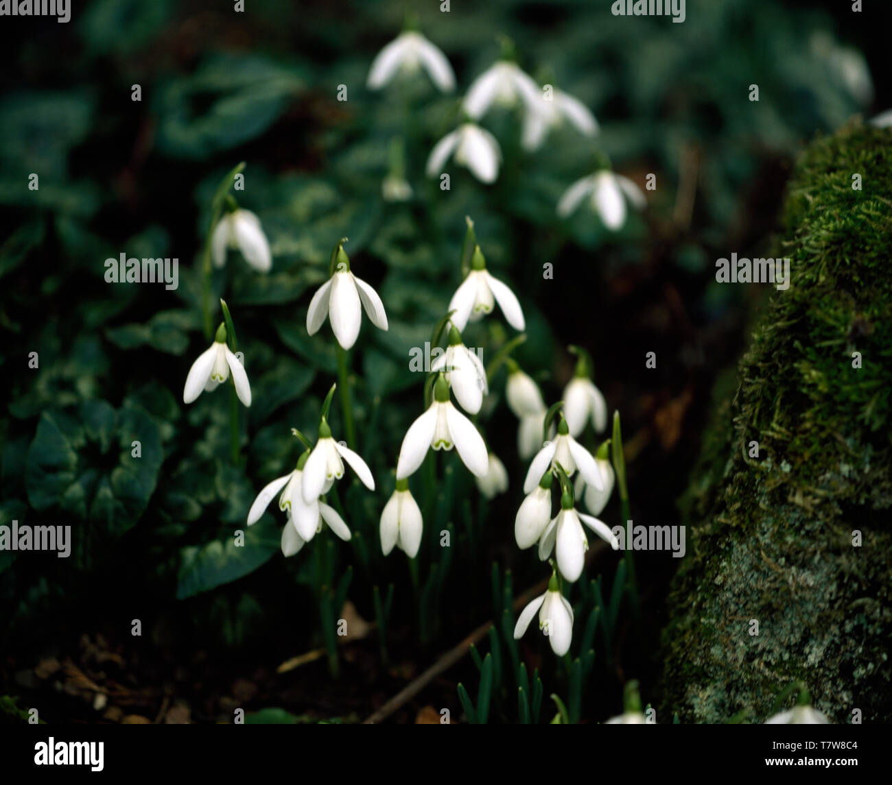 Close-up of a clump of snowdrops Stock Photo - Alamy