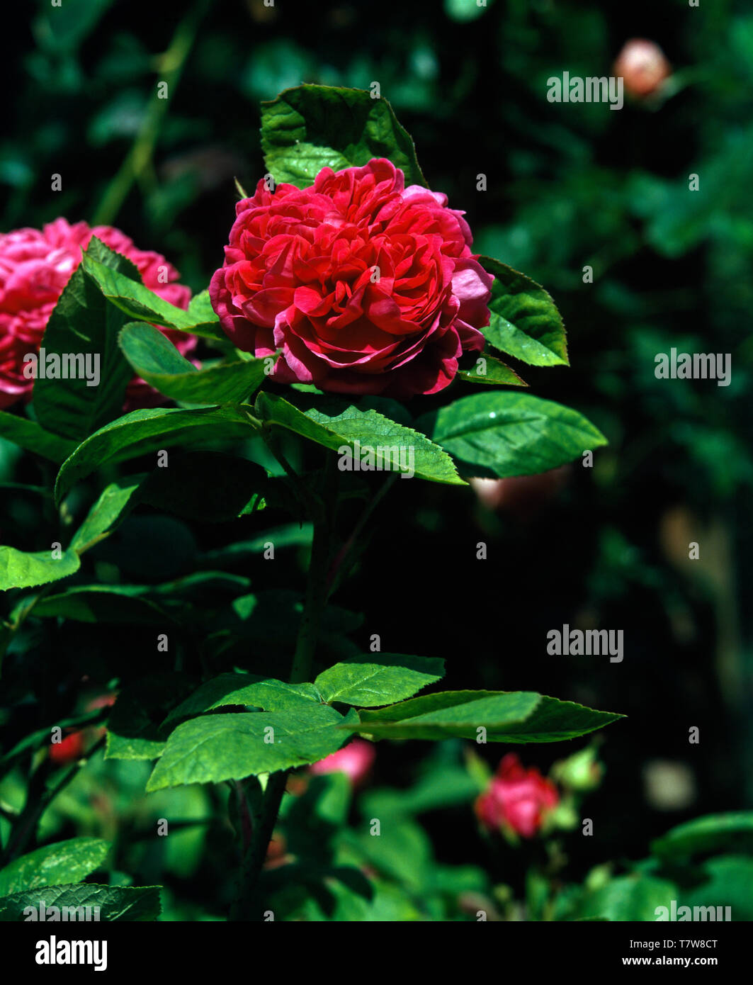 Old shrub rose hi-res stock photography and images - Alamy