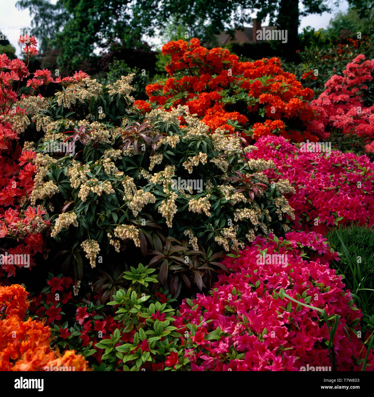 Orange azaleas hi-res stock photography and images - Alamy