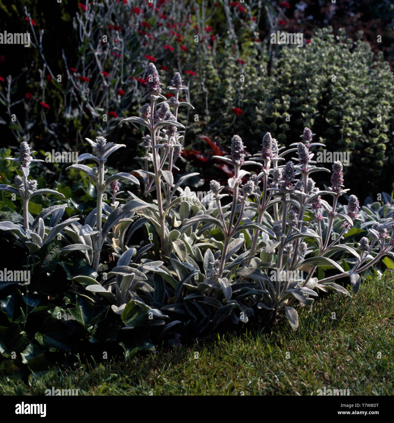 Stachys lanata hi-res stock photography and images - Alamy