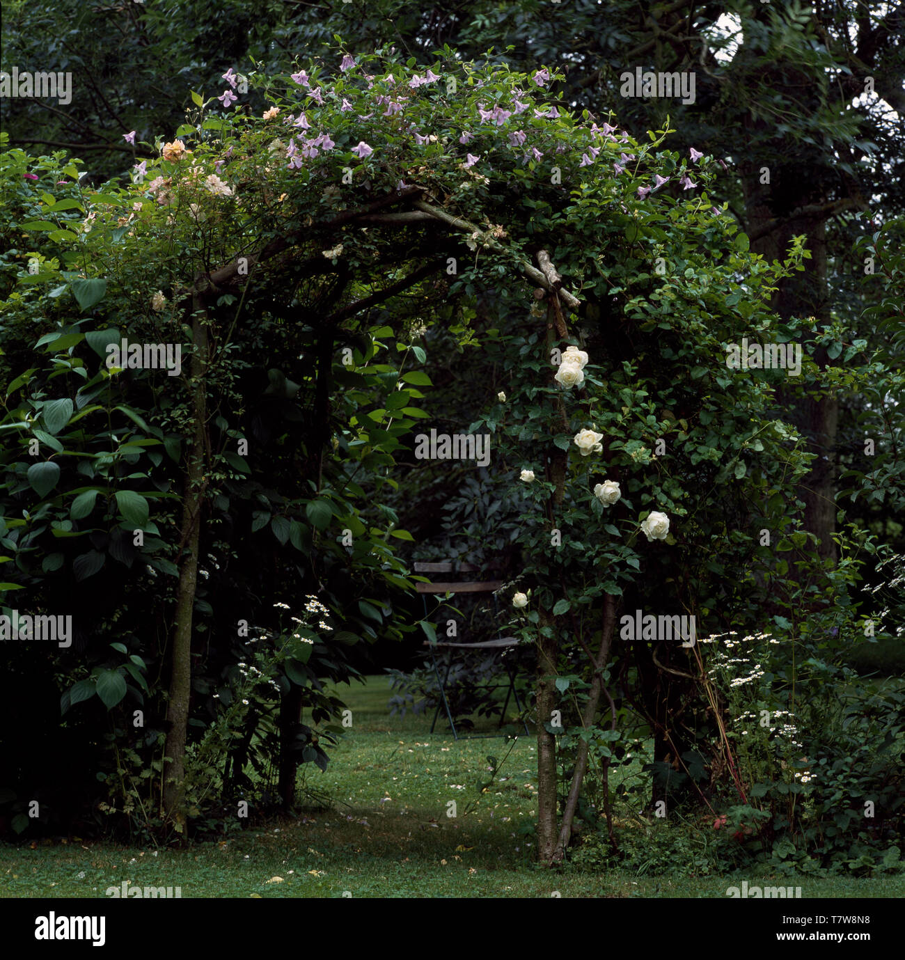 Clematis arch hi-res stock photography and images - Alamy