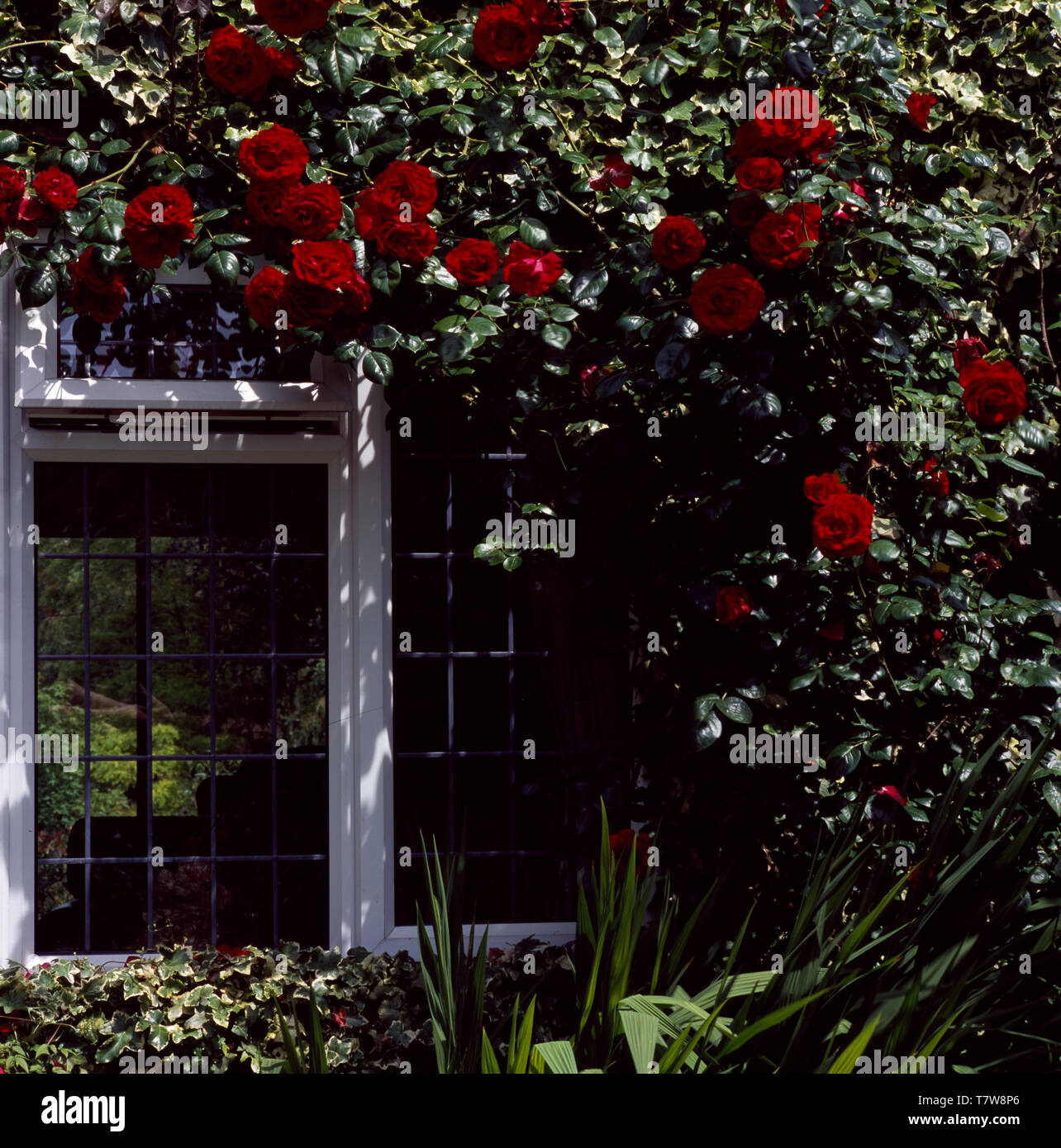 Red climbing roses hi-res stock photography and images - Alamy