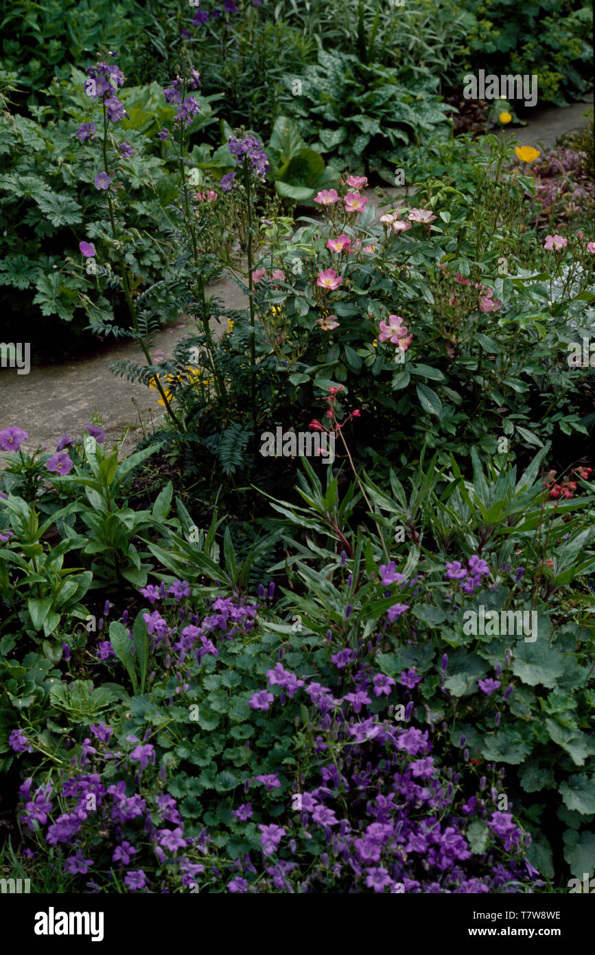 Blue perennial geraniums and a pink rose in summer border Stock Photo ...