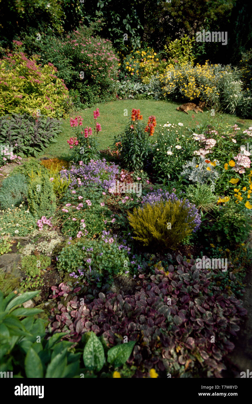 Antirrhinum and perennial geraniums in summer border Stock Photo - Alamy