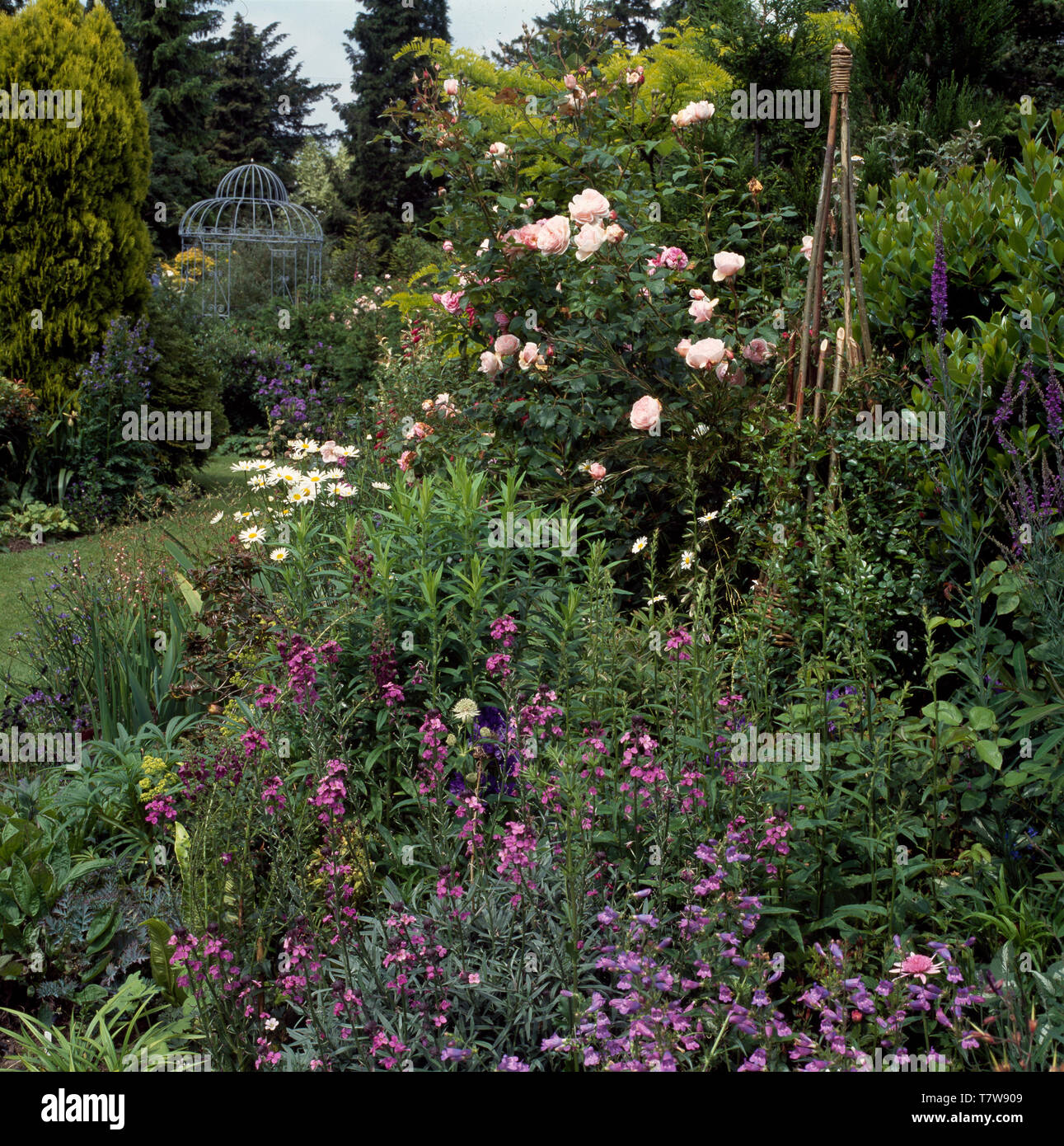 Erysimum Bowles Mauve in border with pink roses Stock Photo - Alamy