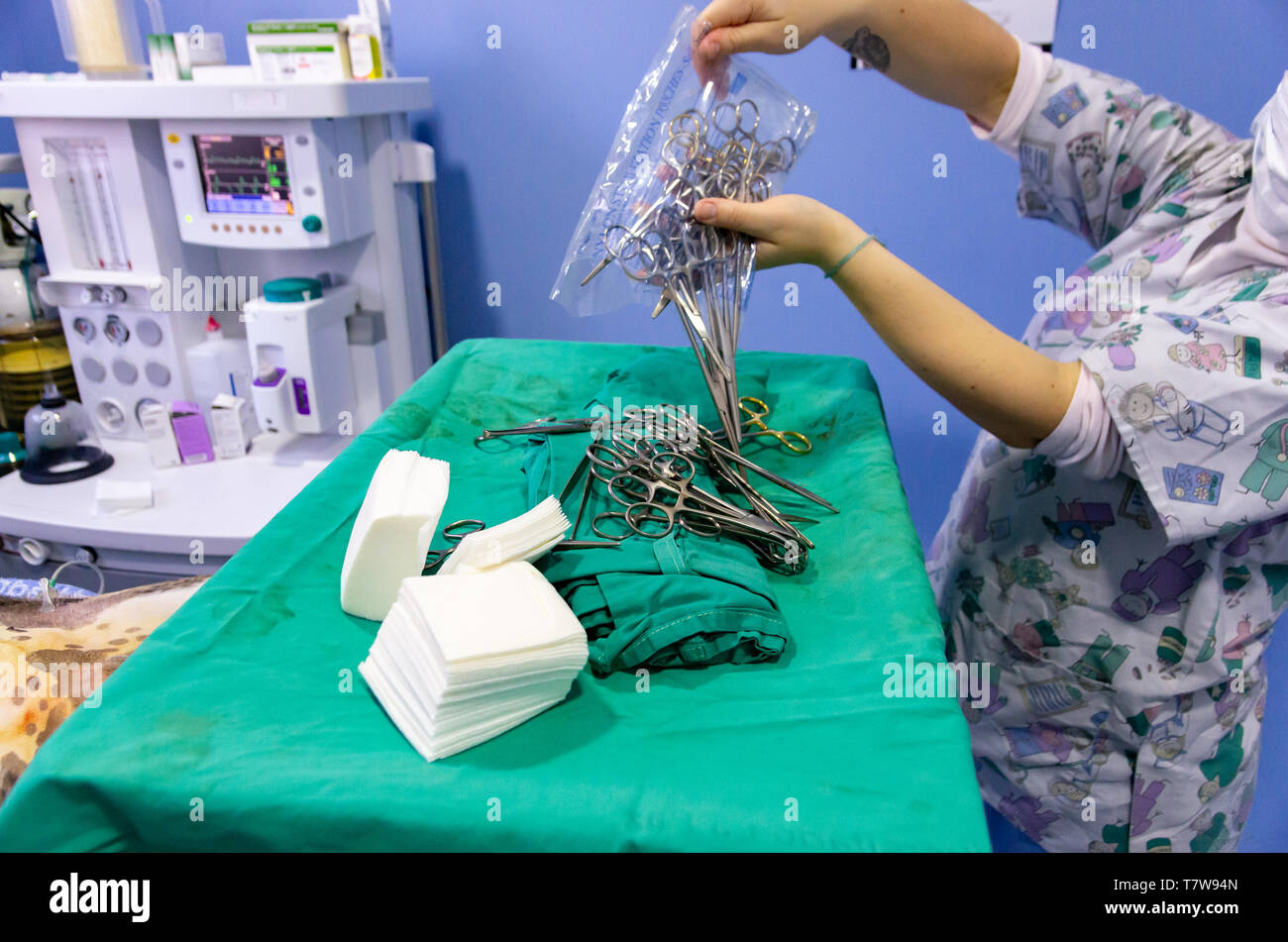 Opening of surgical sterile material before a dog surgery with ...