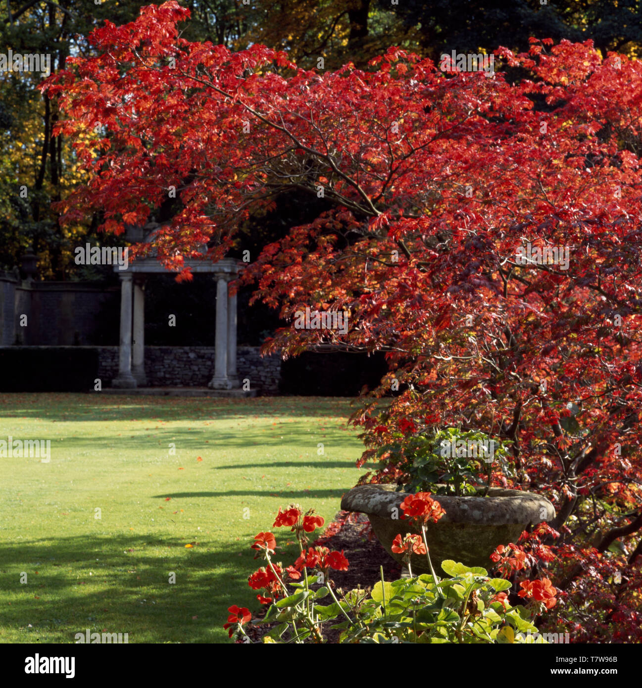 Red leaved acer beside lawn with stone arbour Stock Photo - Alamy