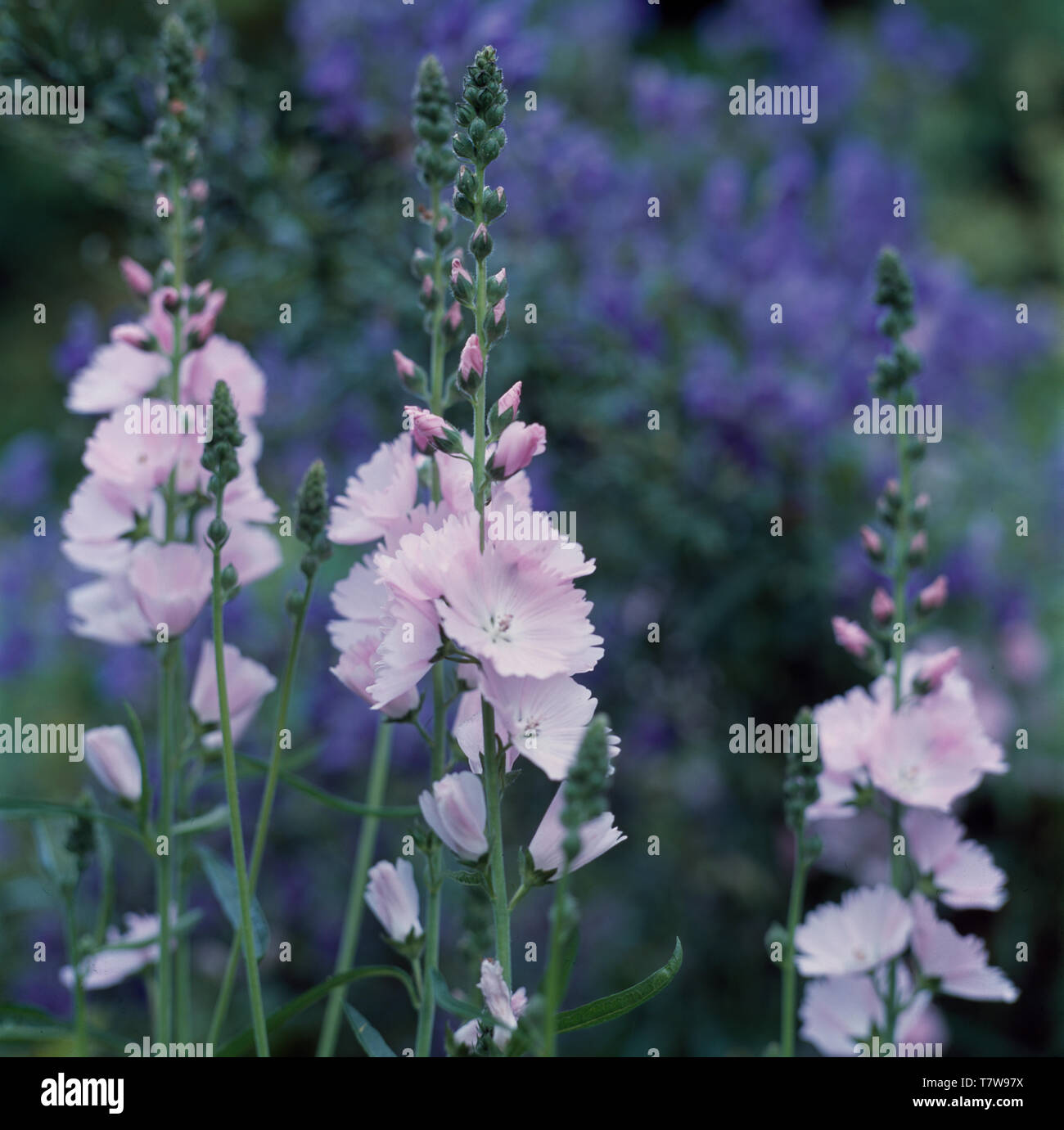 Prairie mallow sidalcea hi-res stock photography and images - Alamy