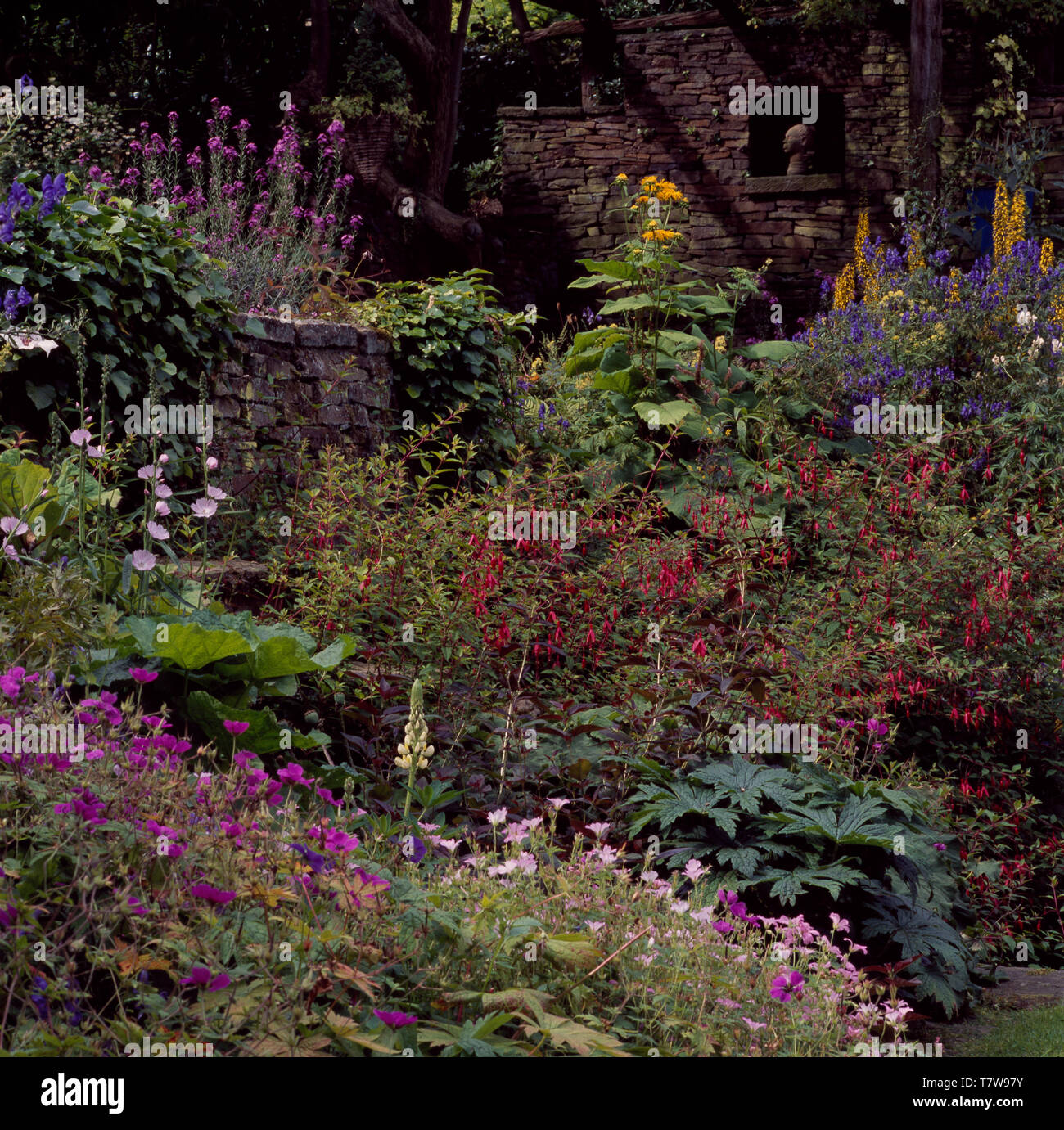 Perennial geraniums and pink fuchsia in summer border Stock Photo - Alamy
