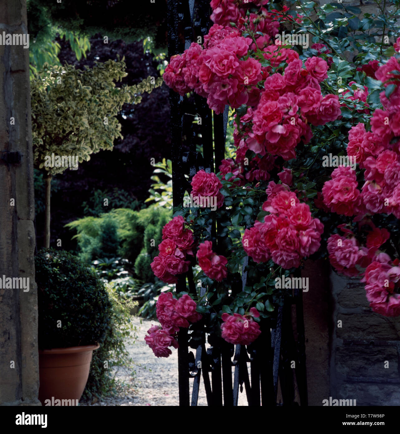 Close-up of a double pink climbing rose on a gate Stock Photo - Alamy