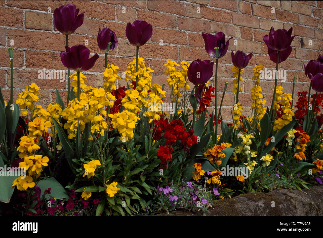 Red wallflowers hi-res stock photography and images - Alamy