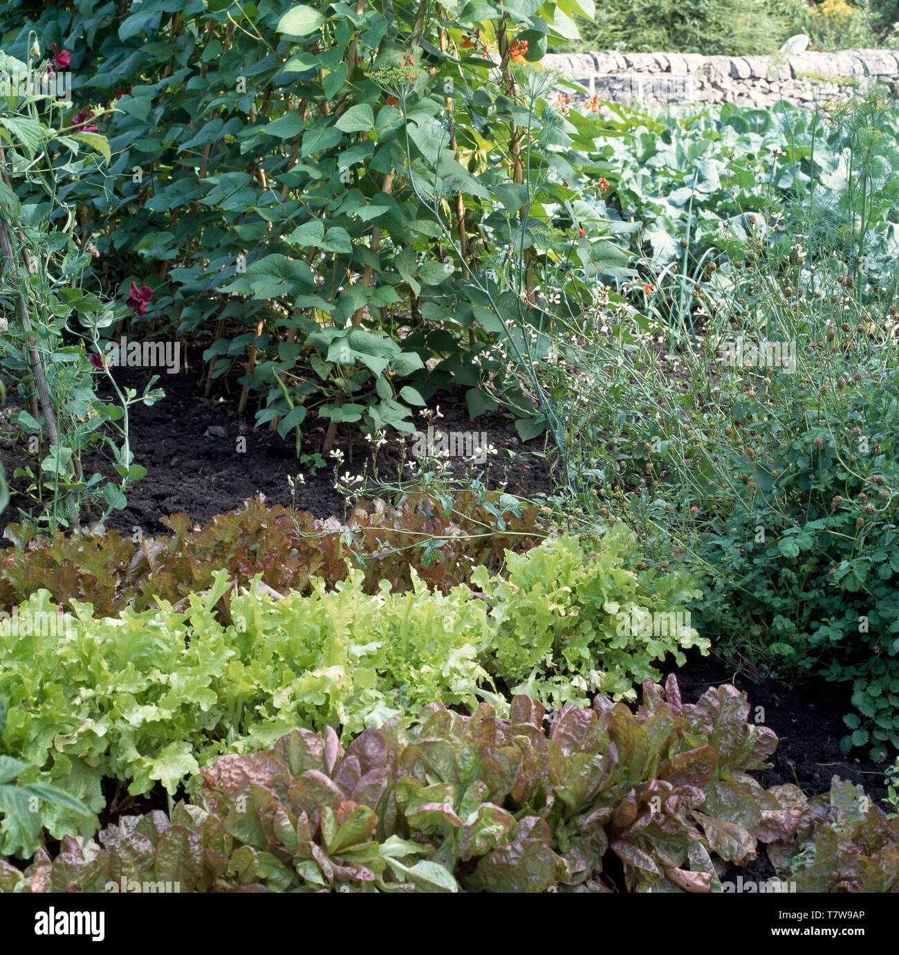Vegetable bed with lettuce and beans Stock Photo - Alamy