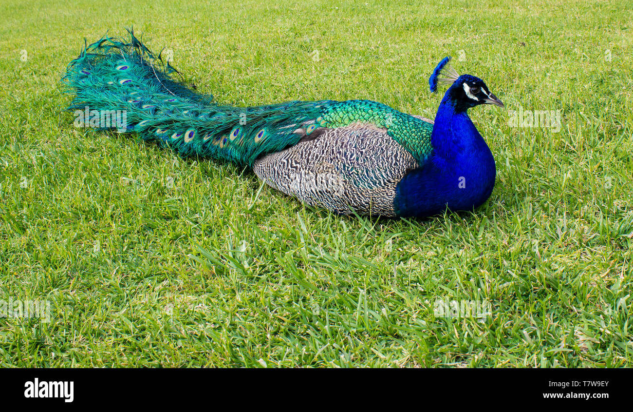 Peacock lying down hi-res stock photography and images - Alamy