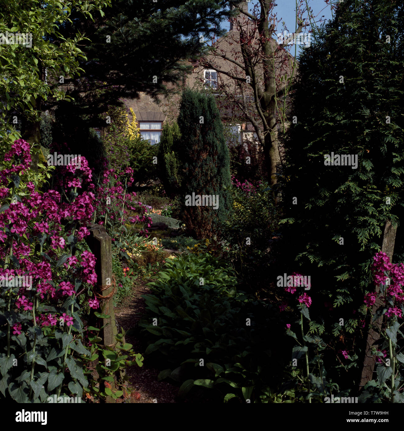 Purple lunaria growing in gateway beside path and conifer shrubs Stock ...