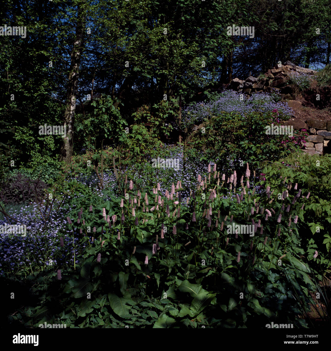Pale pink persicaria and forget-me-nots in spring border Stock Photo ...