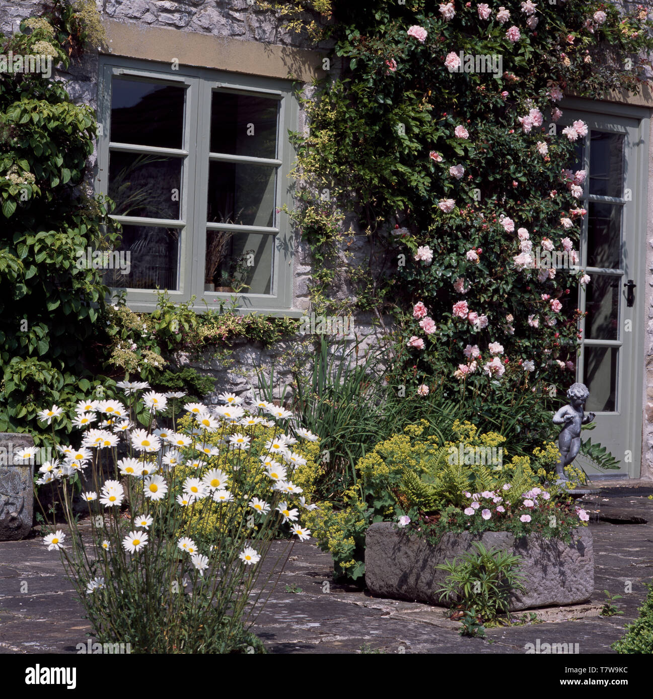 Pink climbing roses on stone cottage Stock Photo - Alamy